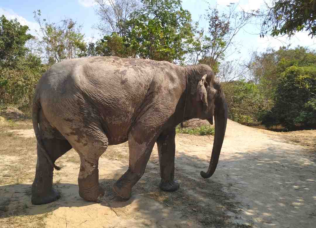 Cambodia Elephant Sanctuary - Cambodia Wildlife Sanctuaries Experience