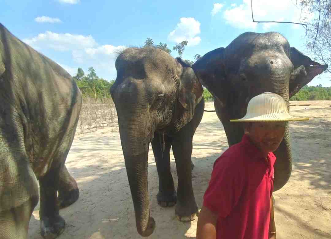 Cambodia Elephant Sanctuary - Cambodia Wildlife Sanctuaries Experience