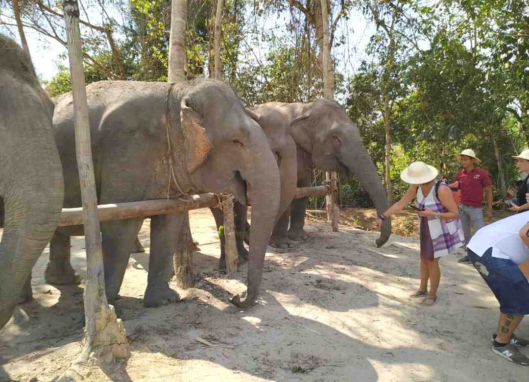 Cambodia Elephant Sanctuary - Cambodia Wildlife Sanctuaries Experience